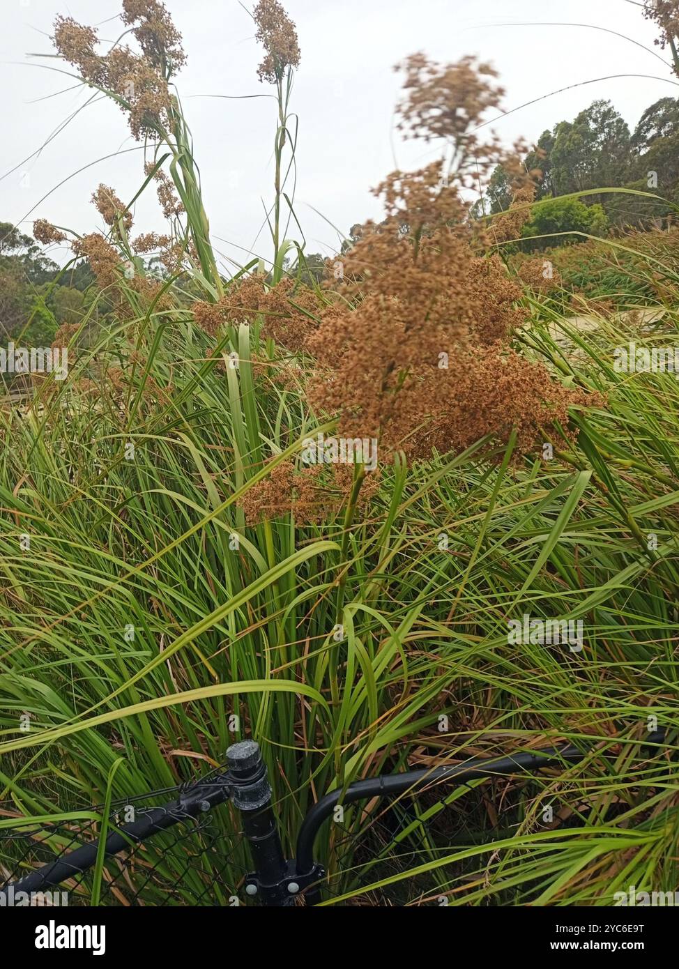 Leafy Twig-rush (Cladium procerum) Plantae Stock Photo - Alamy