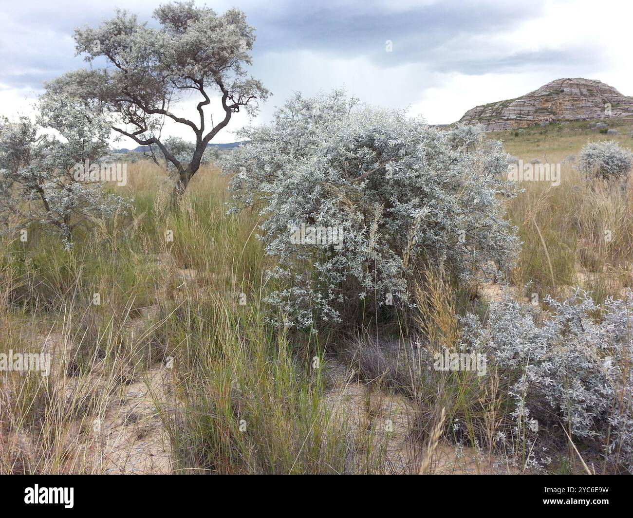 Dicoma incana hi-res stock photography and images - Alamy