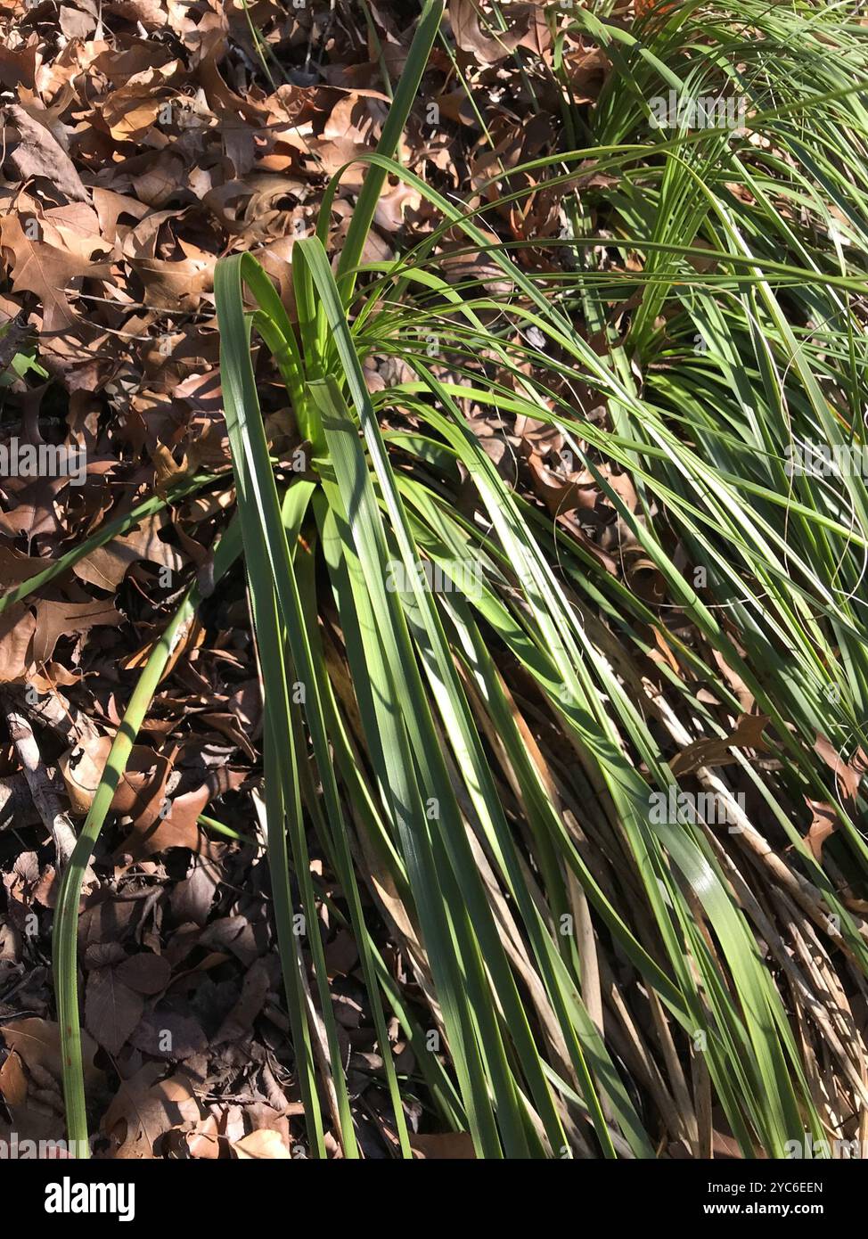 plants (Plantae) Plantae Stock Photo - Alamy