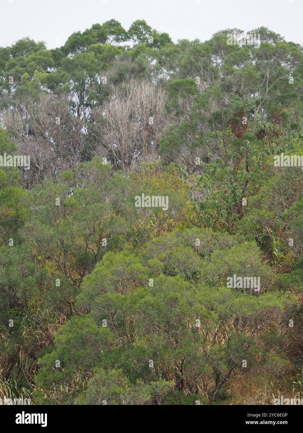 Taiwan Acacia (Acacia confusa) Plantae Stock Photo - Alamy