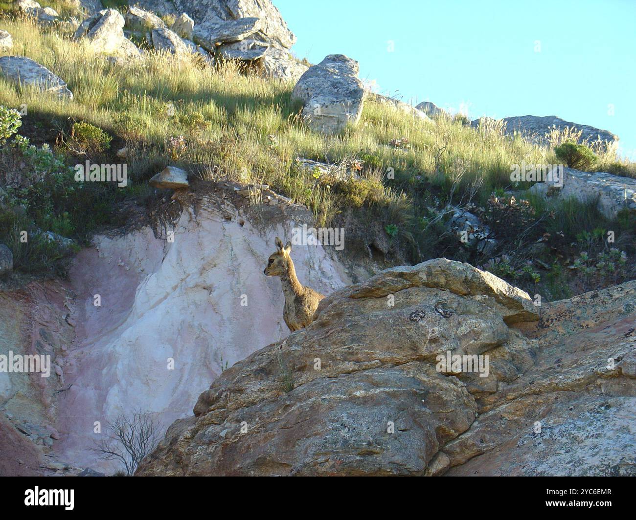 Cape Klipspringer (Oreotragus oreotragus oreotragus) Mammalia Stock ...