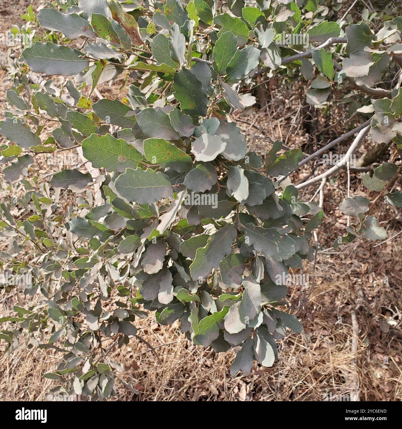 Engelmann oak (Quercus engelmannii) Plantae Stock Photo - Alamy