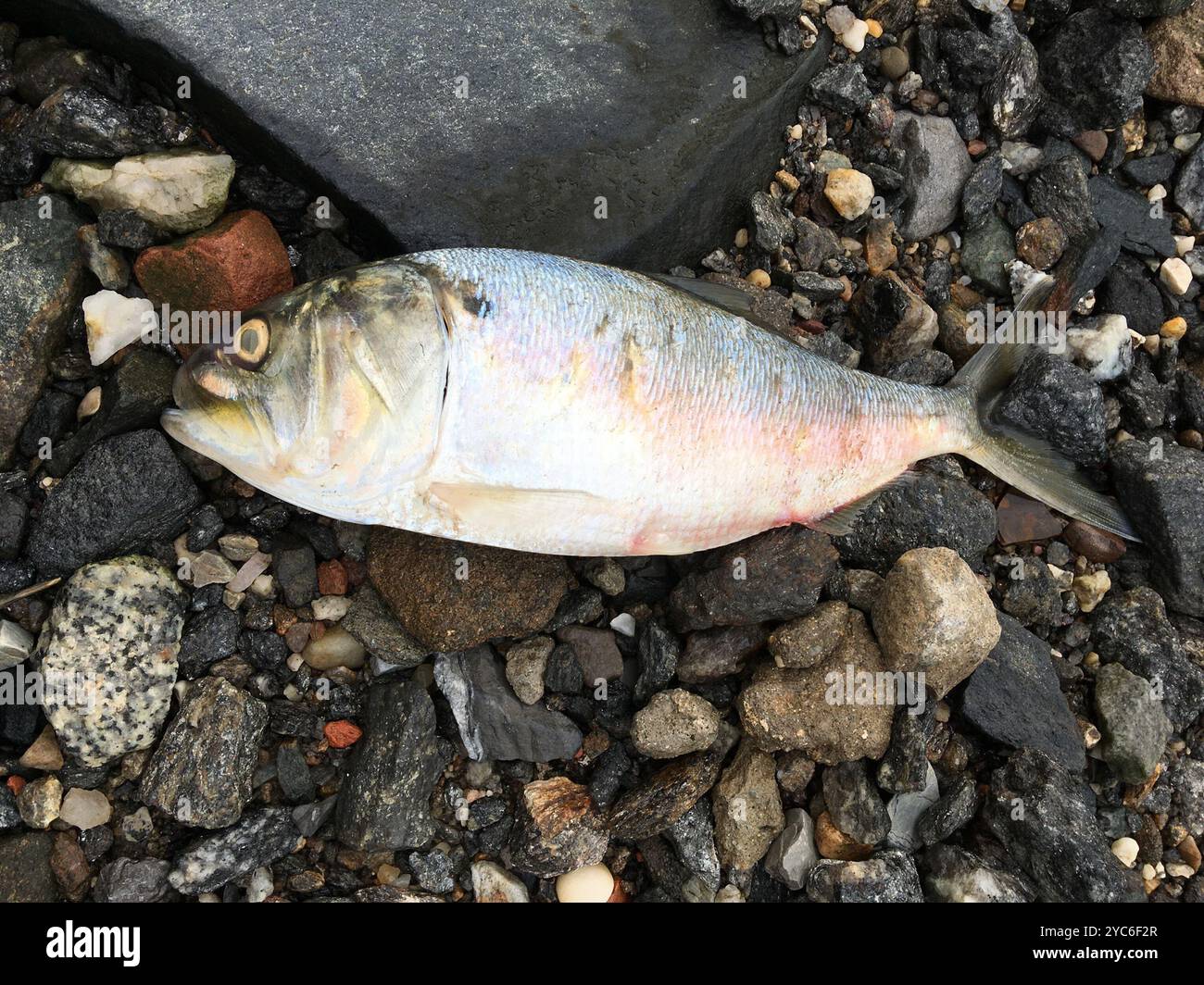 Atlantic Menhaden (Brevoortia tyrannus) Actinopterygii Stock Photo - Alamy