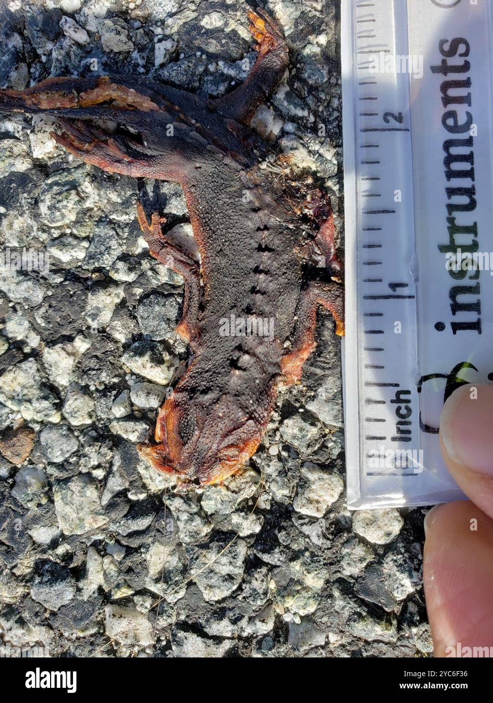 Pacific Newts (Taricha) Amphibia Stock Photo - Alamy