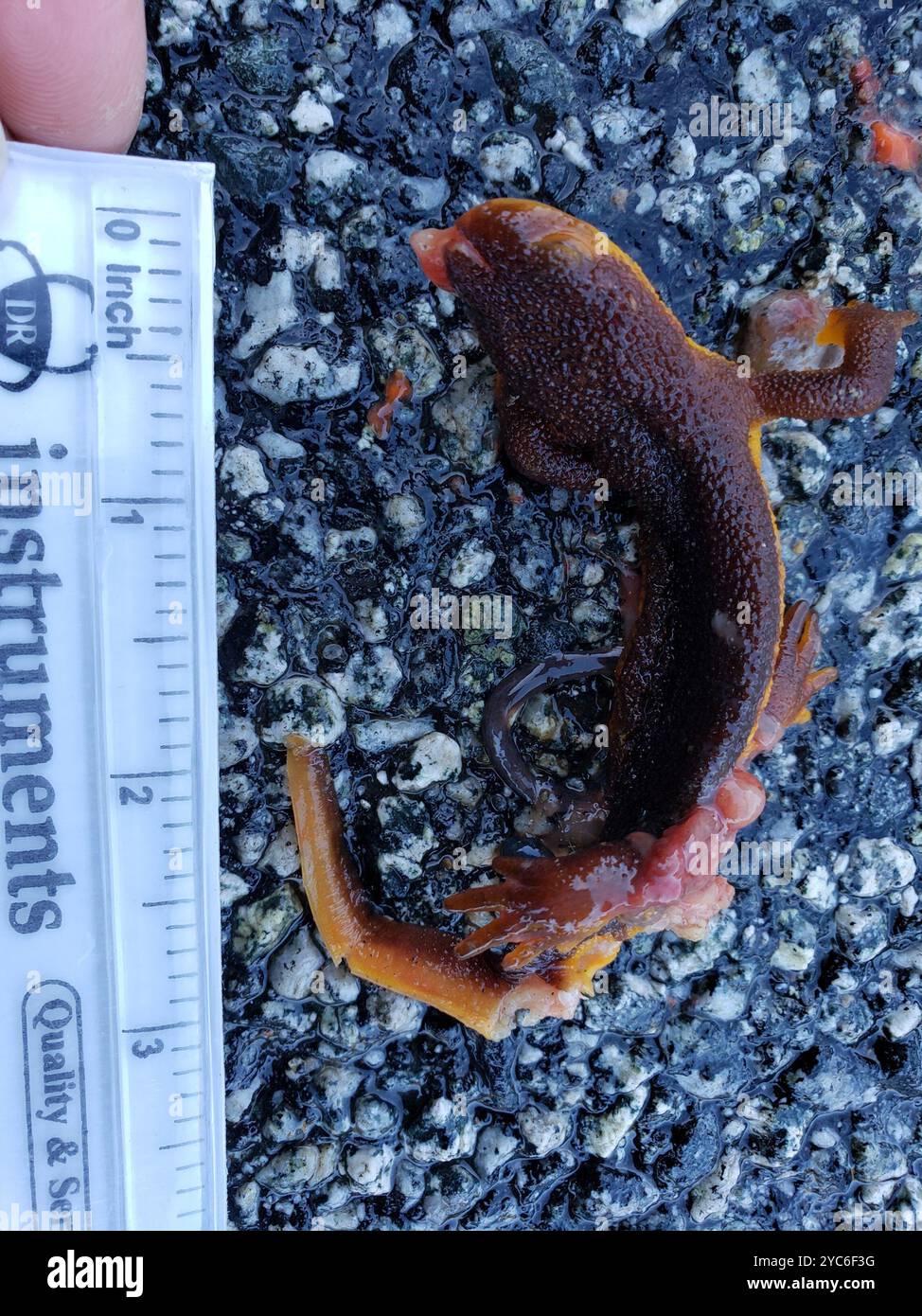 Pacific Newts (Taricha) Amphibia Stock Photo - Alamy