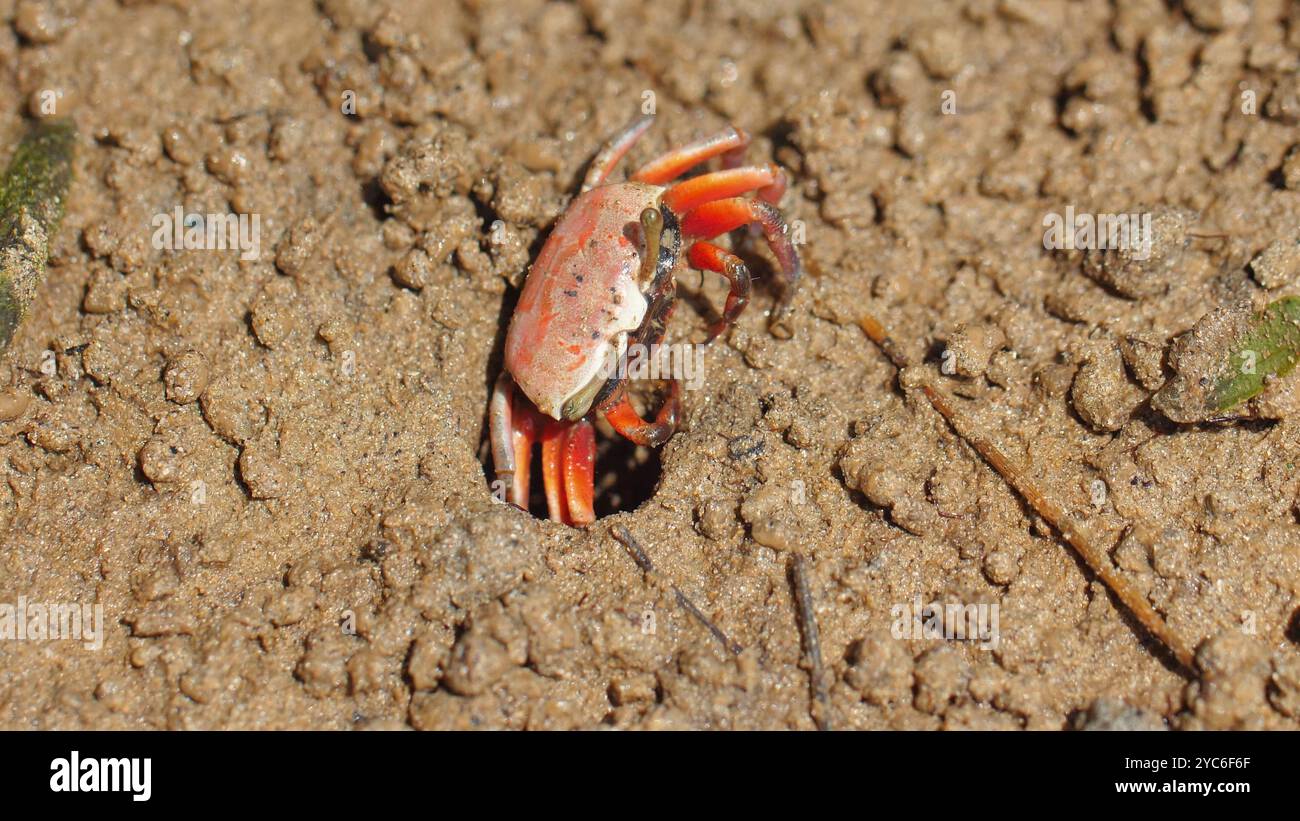 Fiddler crab black hi-res stock photography and images - Alamy