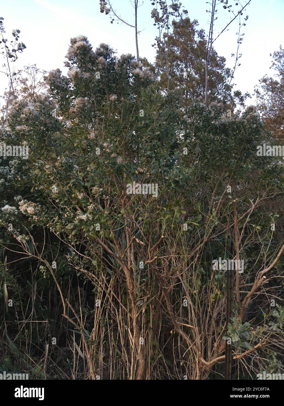 groundsel tree (Baccharis halimifolia) Plantae Stock Photo - Alamy