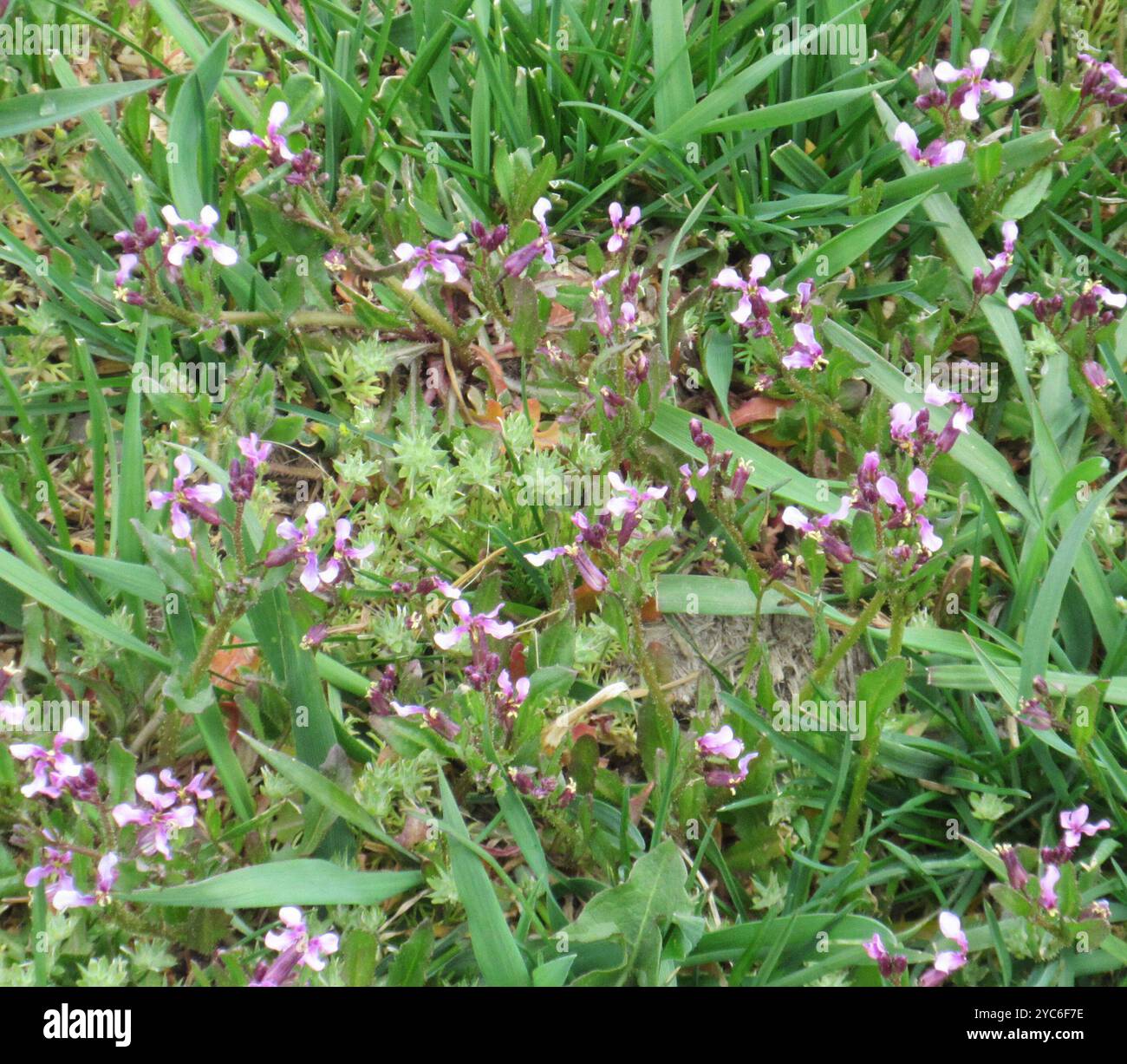 crossflower (Chorispora tenella) Plantae Stock Photo - Alamy