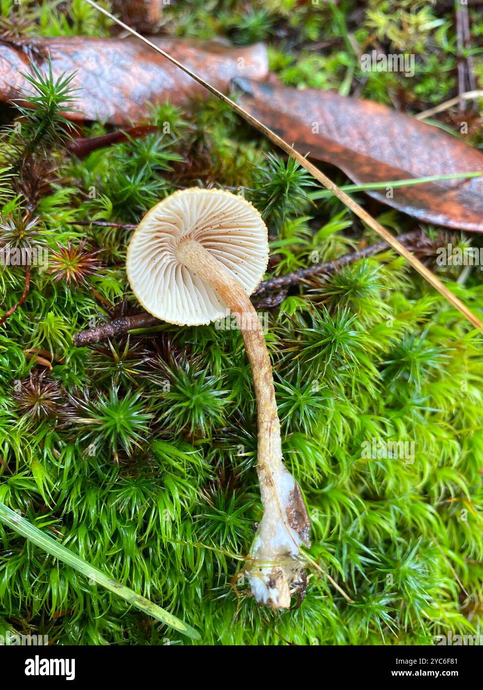 Powdercaps (Cystoderma) Fungi Stock Photo - Alamy
