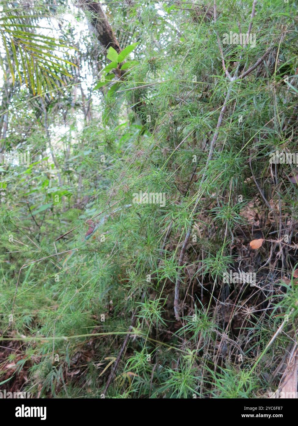 (Nastus aristatus) Plantae Stock Photo - Alamy