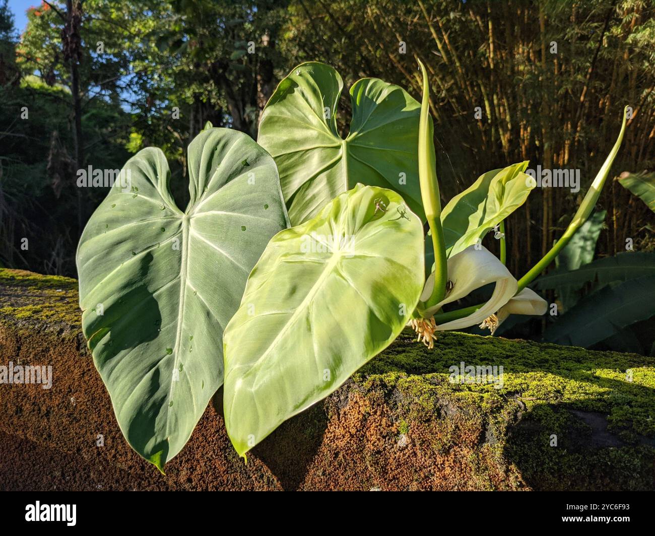 heart-leaf philodendron (Philodendron hederaceum) Plantae Stock Photo ...