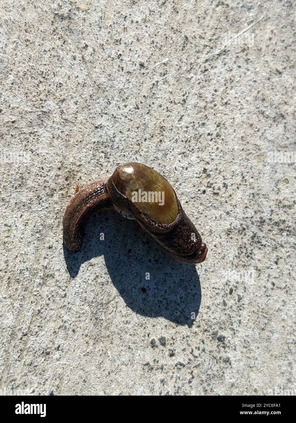 Yellow shelled semi slug parmarion martensi hi-res stock photography ...