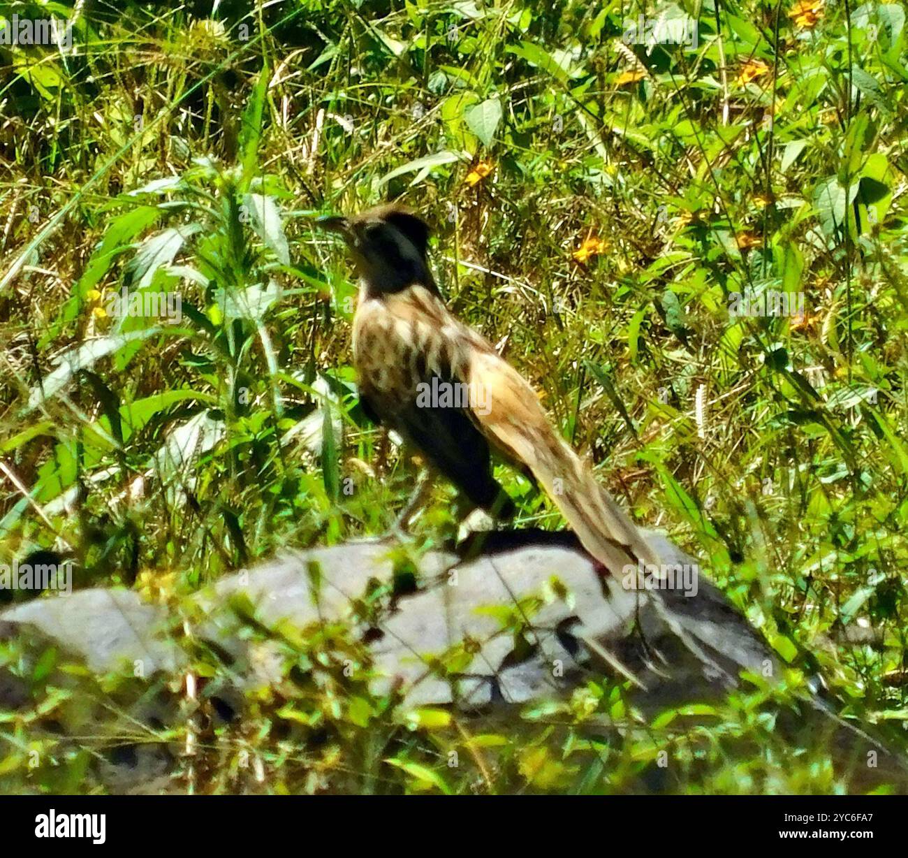 Striped Cuckoo (Tapera naevia) Aves Stock Photo - Alamy