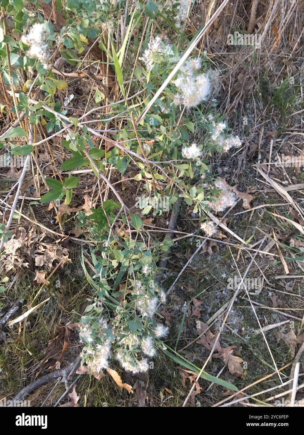 groundsel tree (Baccharis halimifolia) Plantae Stock Photo - Alamy