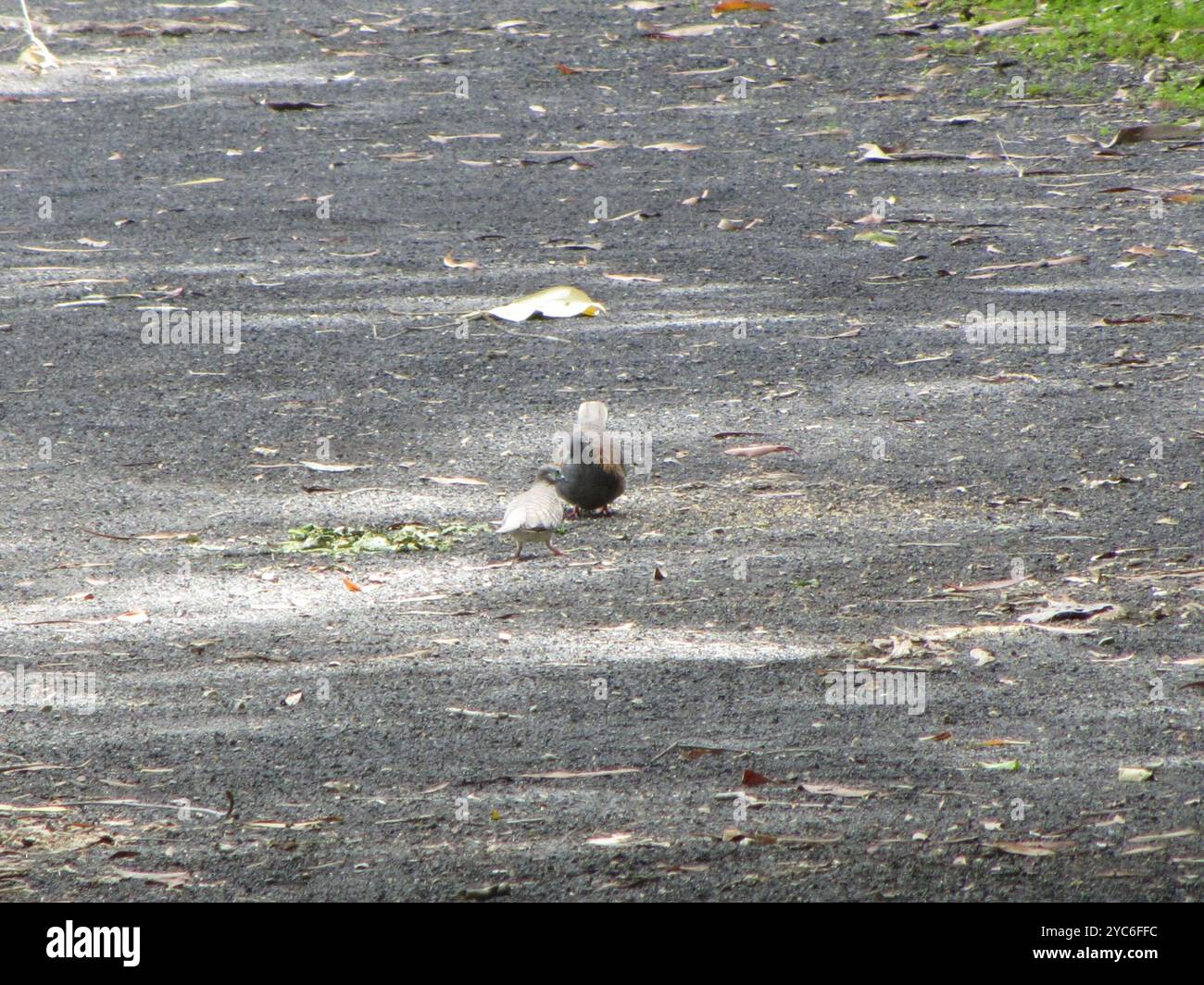 Bar-shouldered Dove (Geopelia humeralis) Aves Stock Photo - Alamy