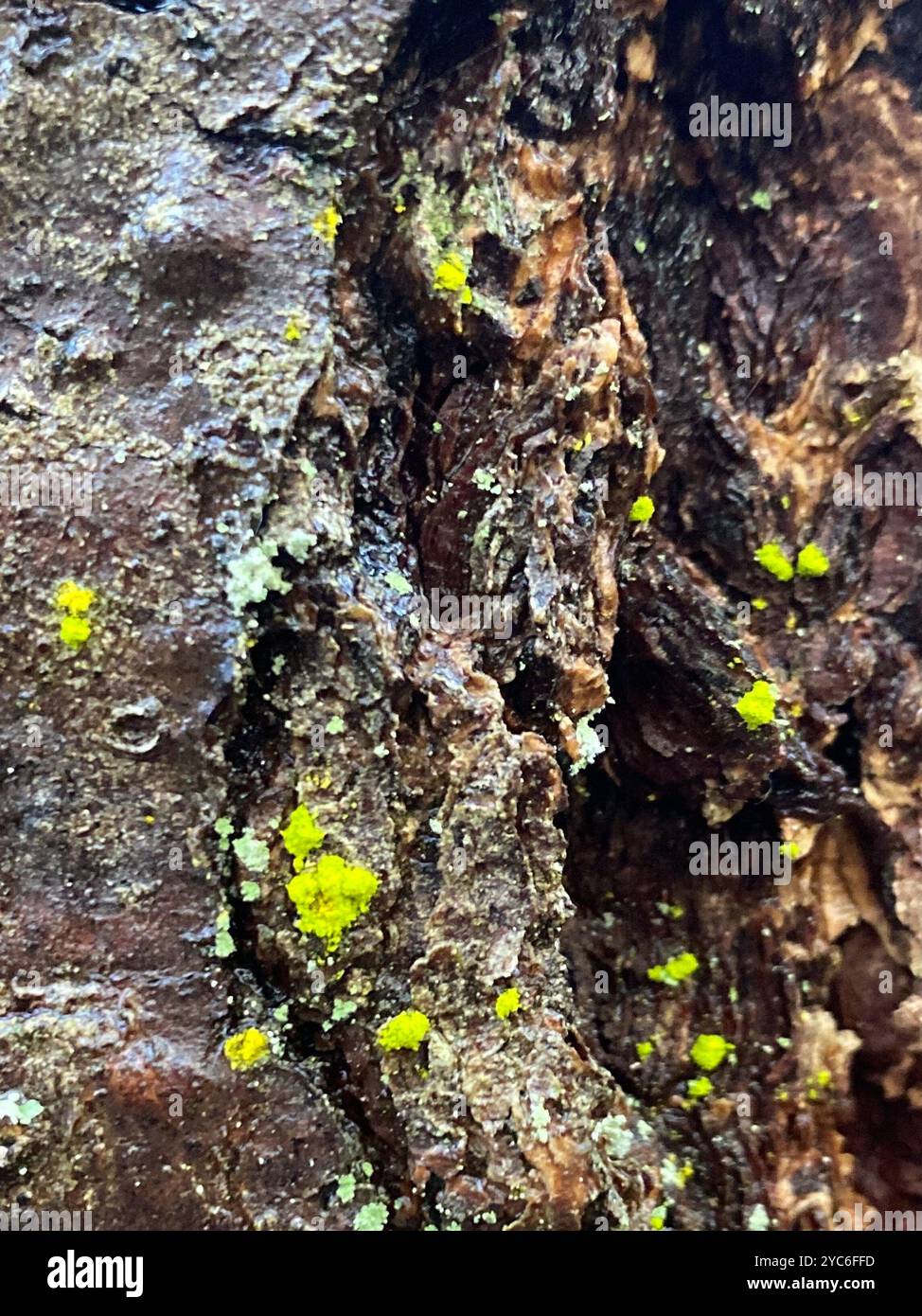 gold dust lichen (Chrysothrix candelaris) Fungi Stock Photo - Alamy