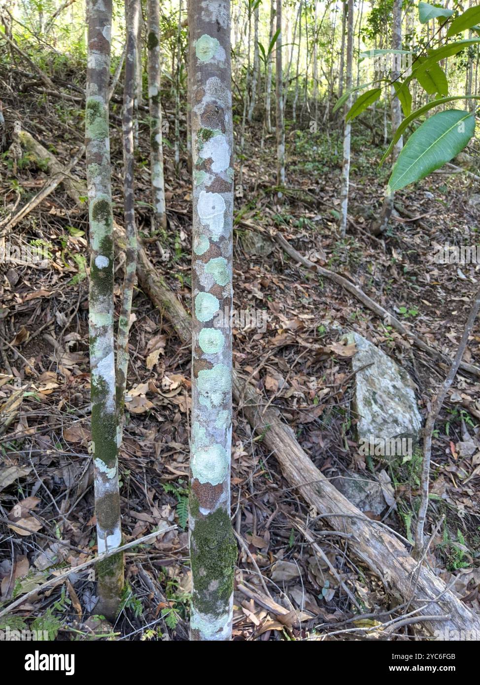 Bennett's Ash (Flindersia bennettii) Plantae Stock Photo - Alamy