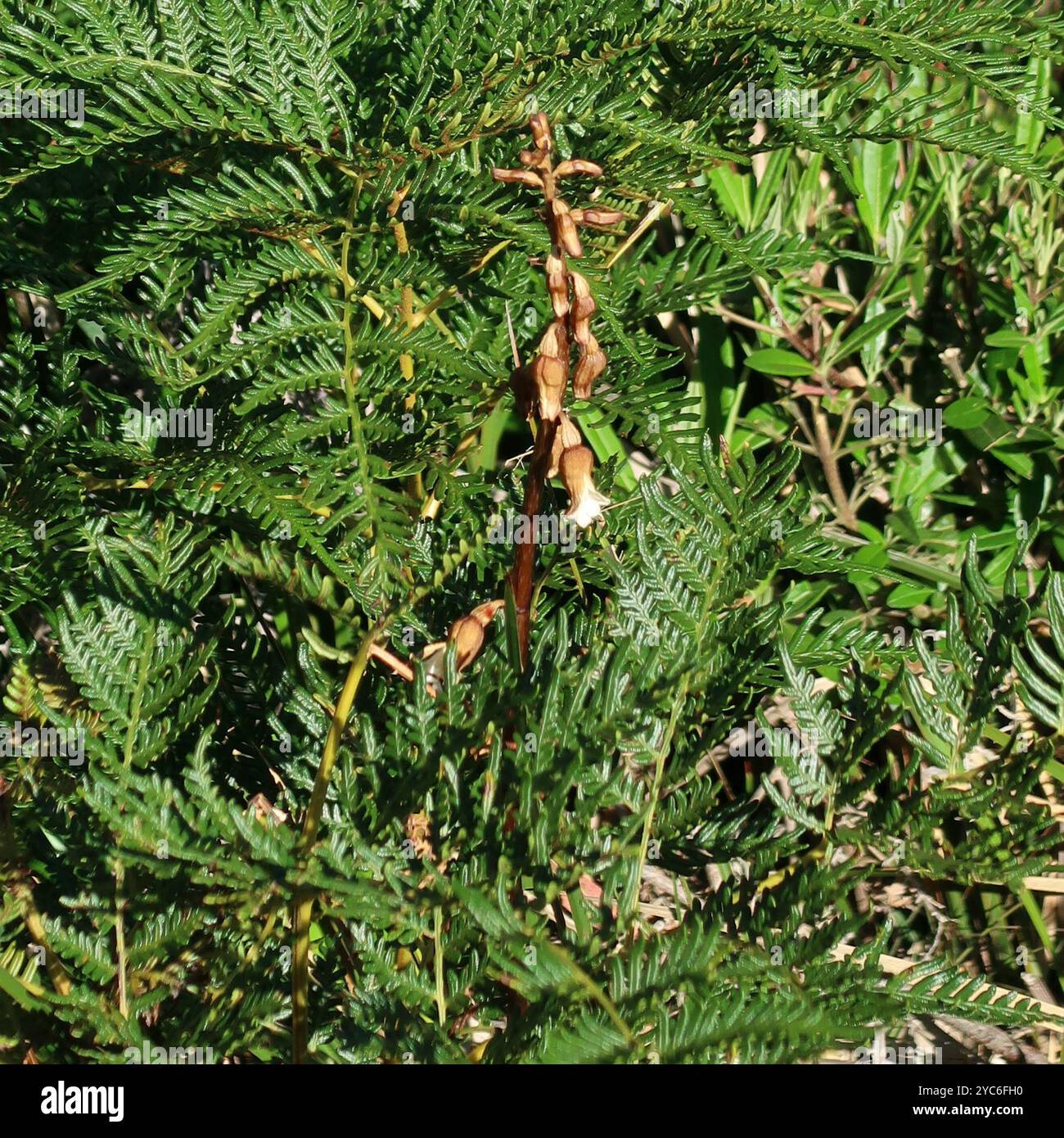 tall potato orchid (Gastrodia procera) Plantae Stock Photo - Alamy