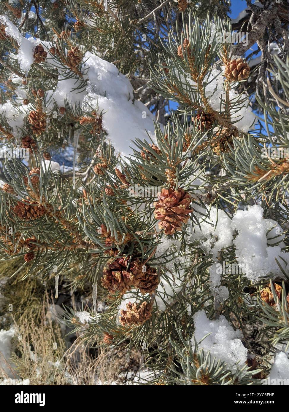 singleleaf pinyon (Pinus monophylla) Plantae Stock Photo - Alamy
