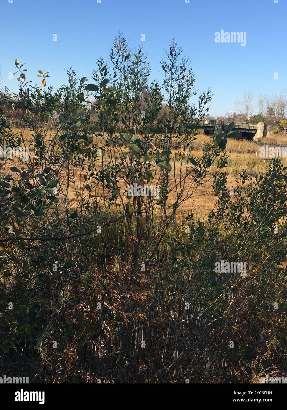 groundsel tree (Baccharis halimifolia) Plantae Stock Photo - Alamy