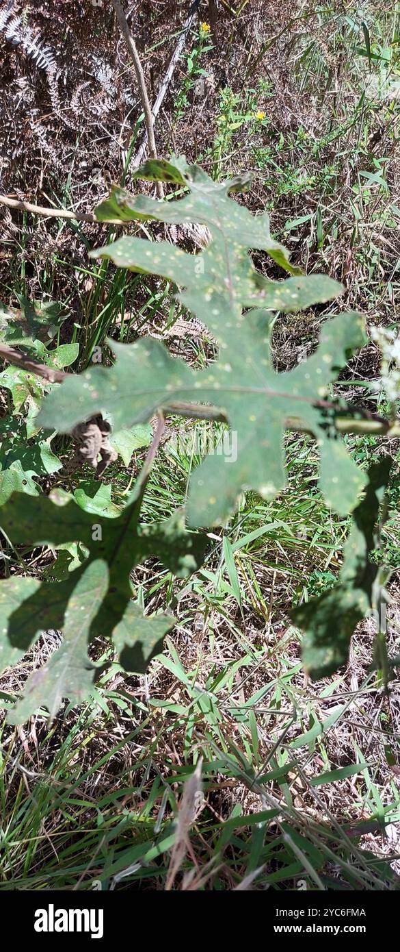 Mexican tree daisy (Verbesina turbacensis) Plantae Stock Photo - Alamy