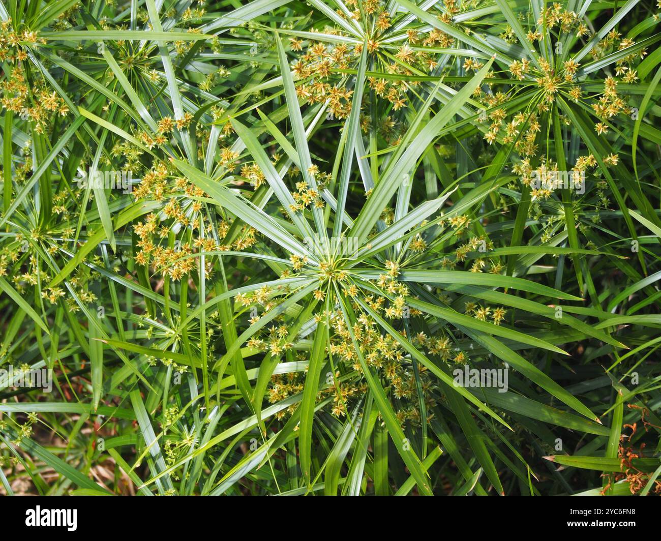 Umbrella papyrus (Cyperus alternifolius flabelliformis) Plantae Stock ...
