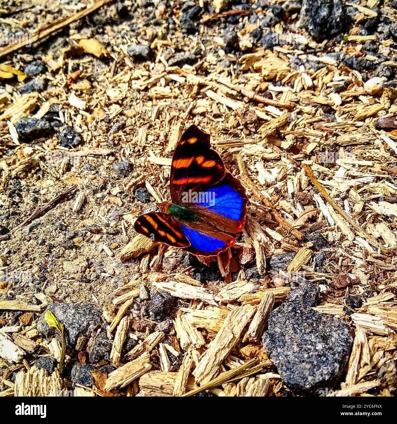 Epiphile hi-res stock photography and images - Alamy