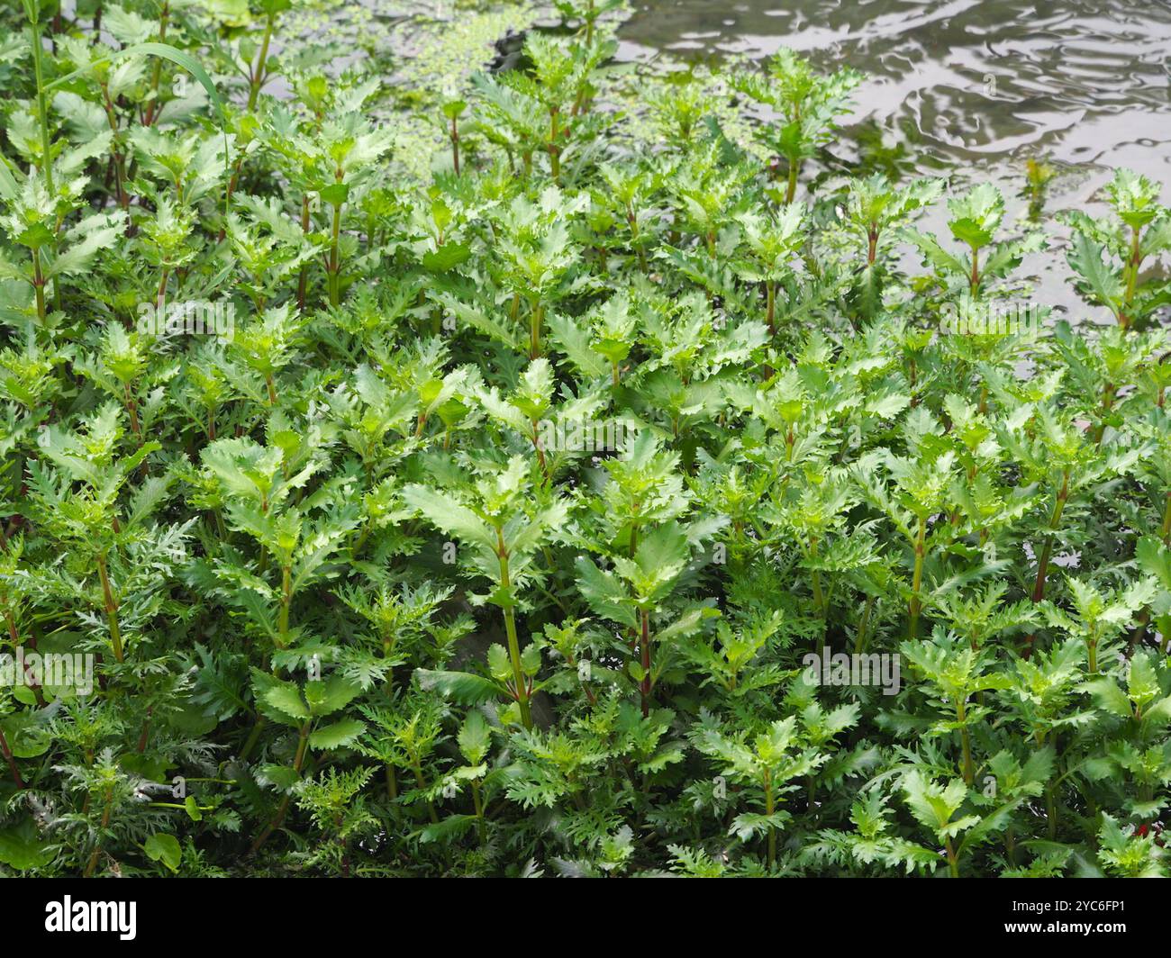 Water Wisteria (Hygrophila difformis) Plantae Stock Photo - Alamy