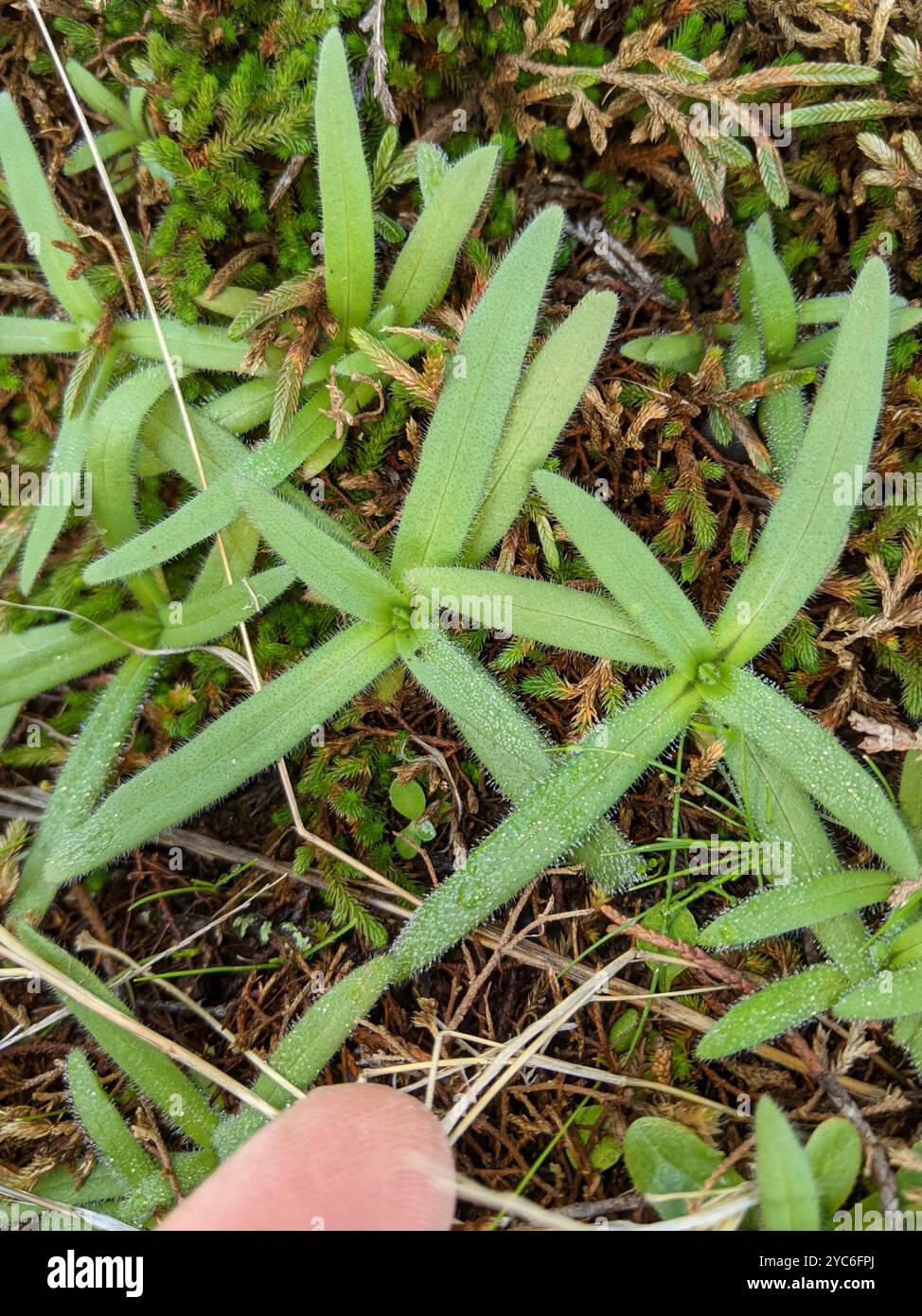 Madia sativa hi-res stock photography and images - Alamy