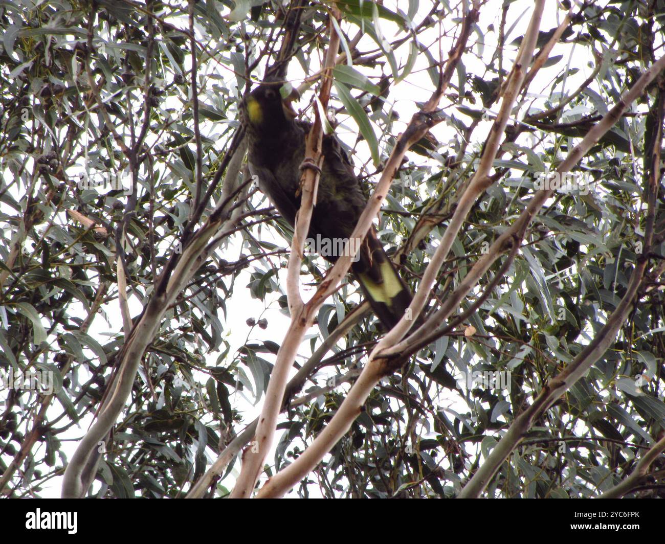 Tasmanian Yellow-tailed Black Cockatoo (Zanda funerea xanthanota) Aves ...