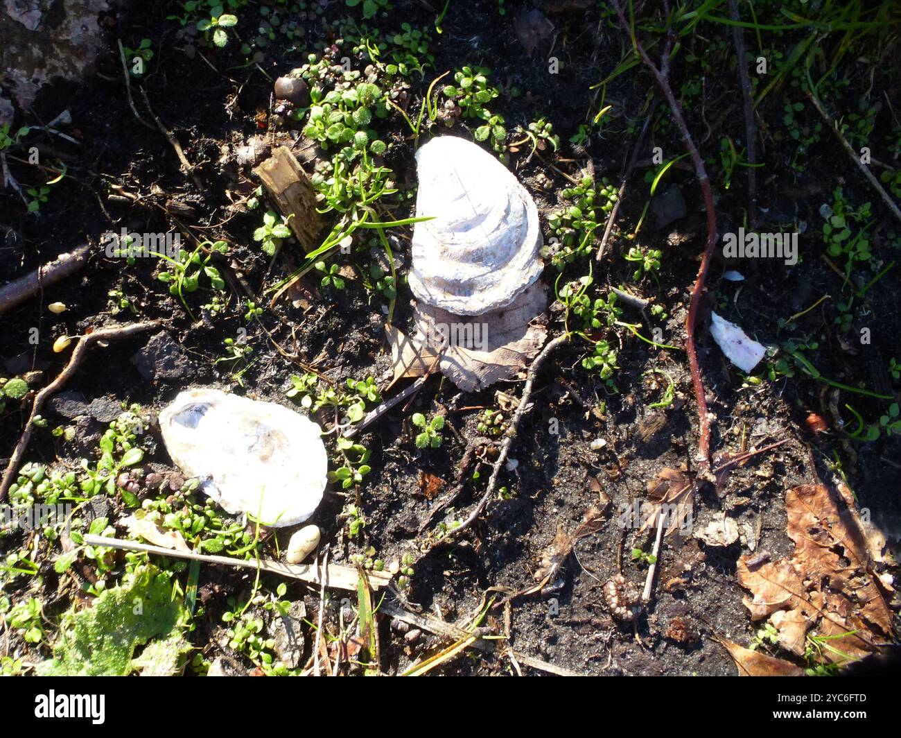 Eastern Oyster (Crassostrea virginica) Mollusca Stock Photo - Alamy