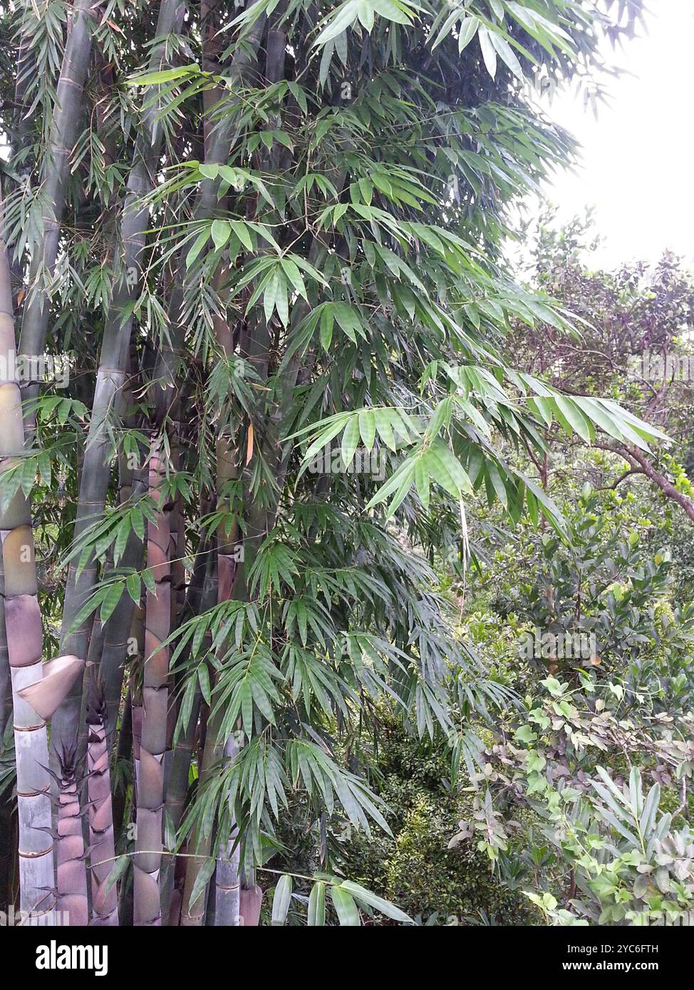 Giant Bamboo (Dendrocalamus giganteus) Plantae Stock Photo - Alamy