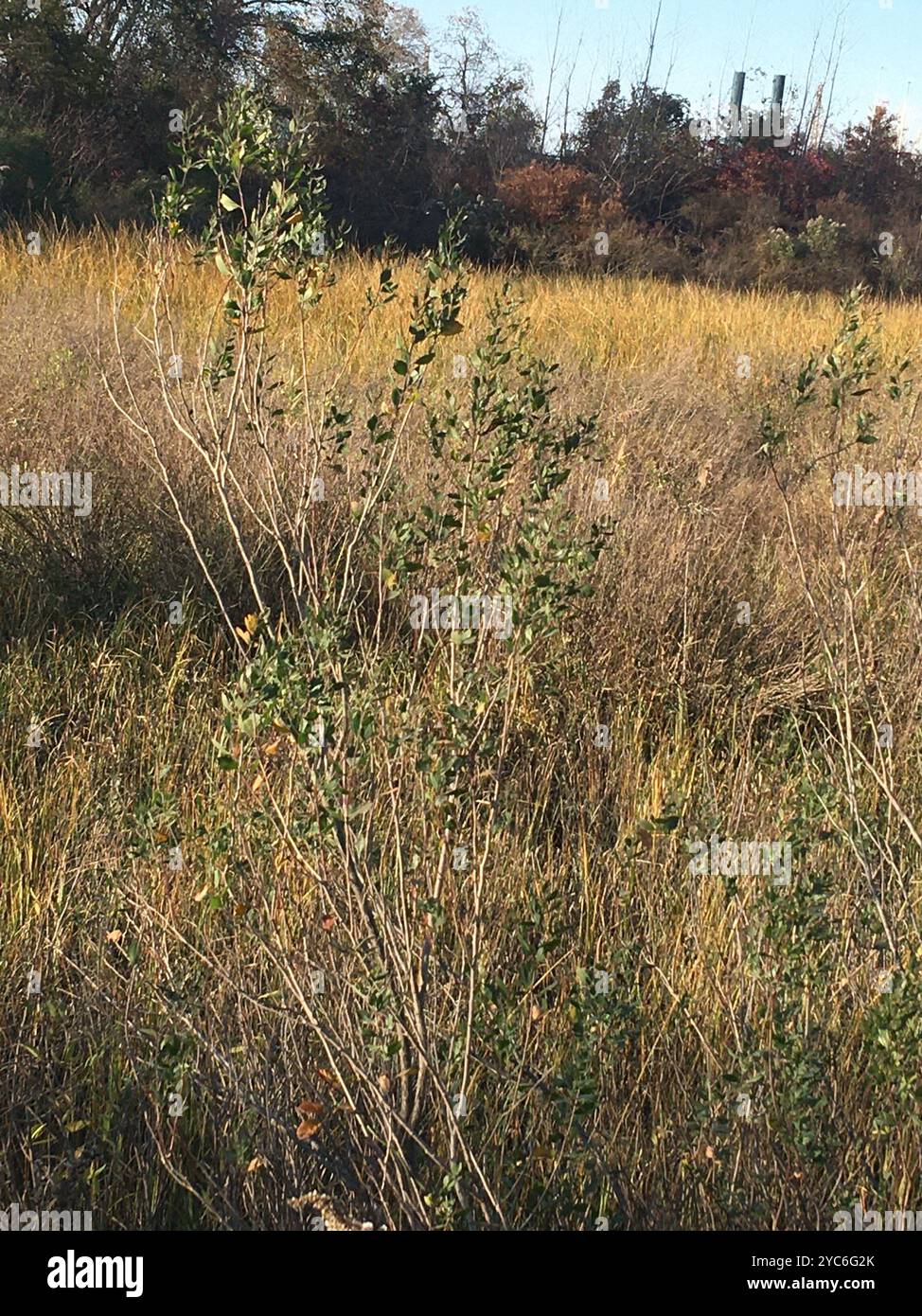 groundsel tree (Baccharis halimifolia) Plantae Stock Photo - Alamy