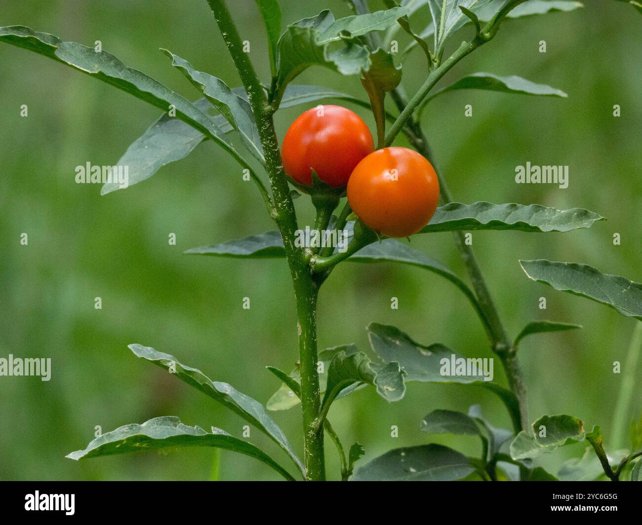 Jerusalem cherry (Solanum pseudocapsicum) Plantae Stock Photo - Alamy