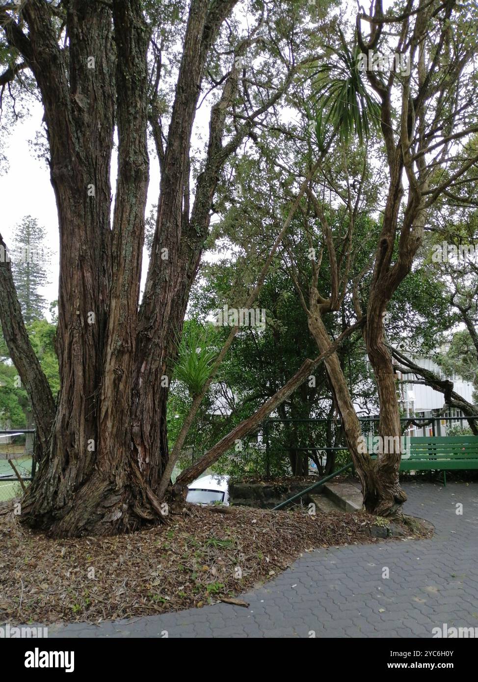 New Zealand cabbage tree (Cordyline australis) Plantae Stock Photo - Alamy