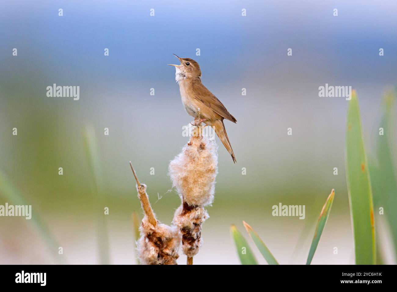 Savi's warbler (Locustella luscinioides) male singing from bulrush ...