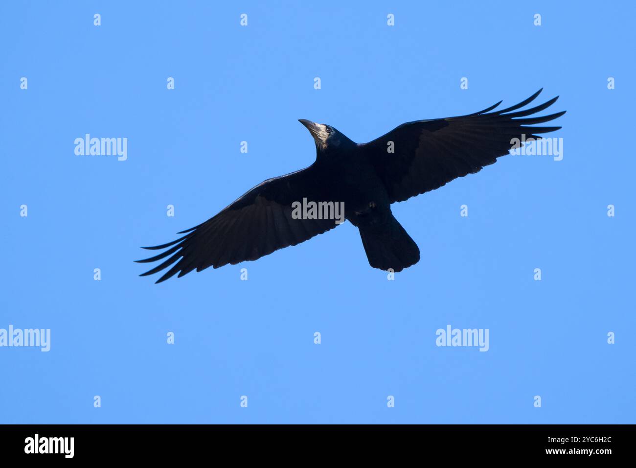 Flying rooks against blue hi-res stock photography and images - Alamy