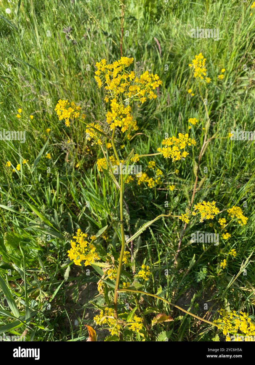 Amphibious Yellowcress (Rorippa amphibia) Plantae Stock Photo - Alamy