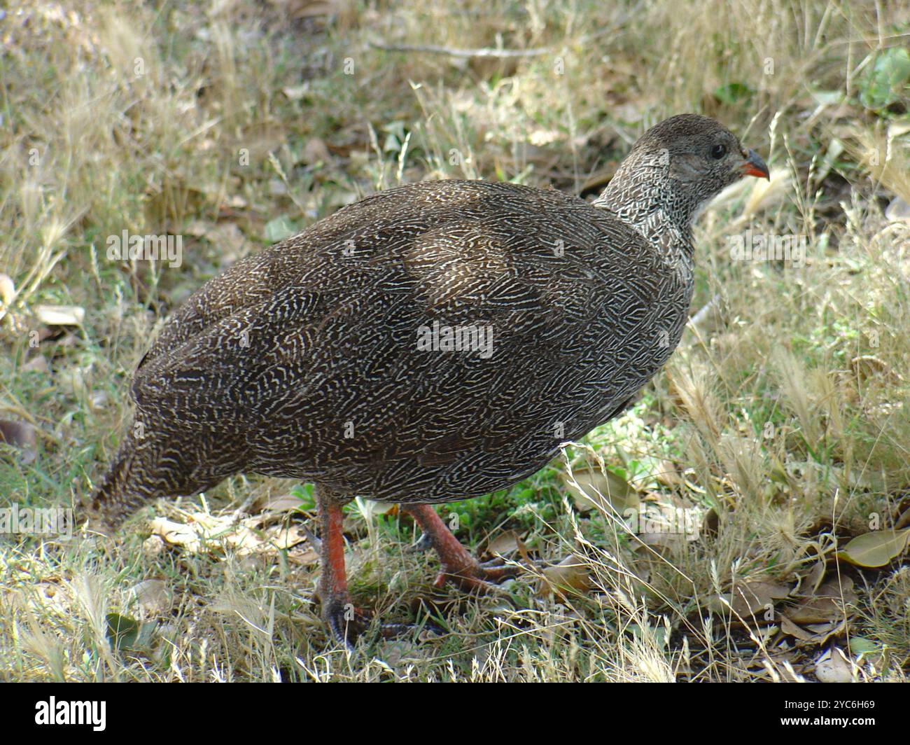 Cape Spurfowl (Pternistis capensis) Aves Stock Photo - Alamy