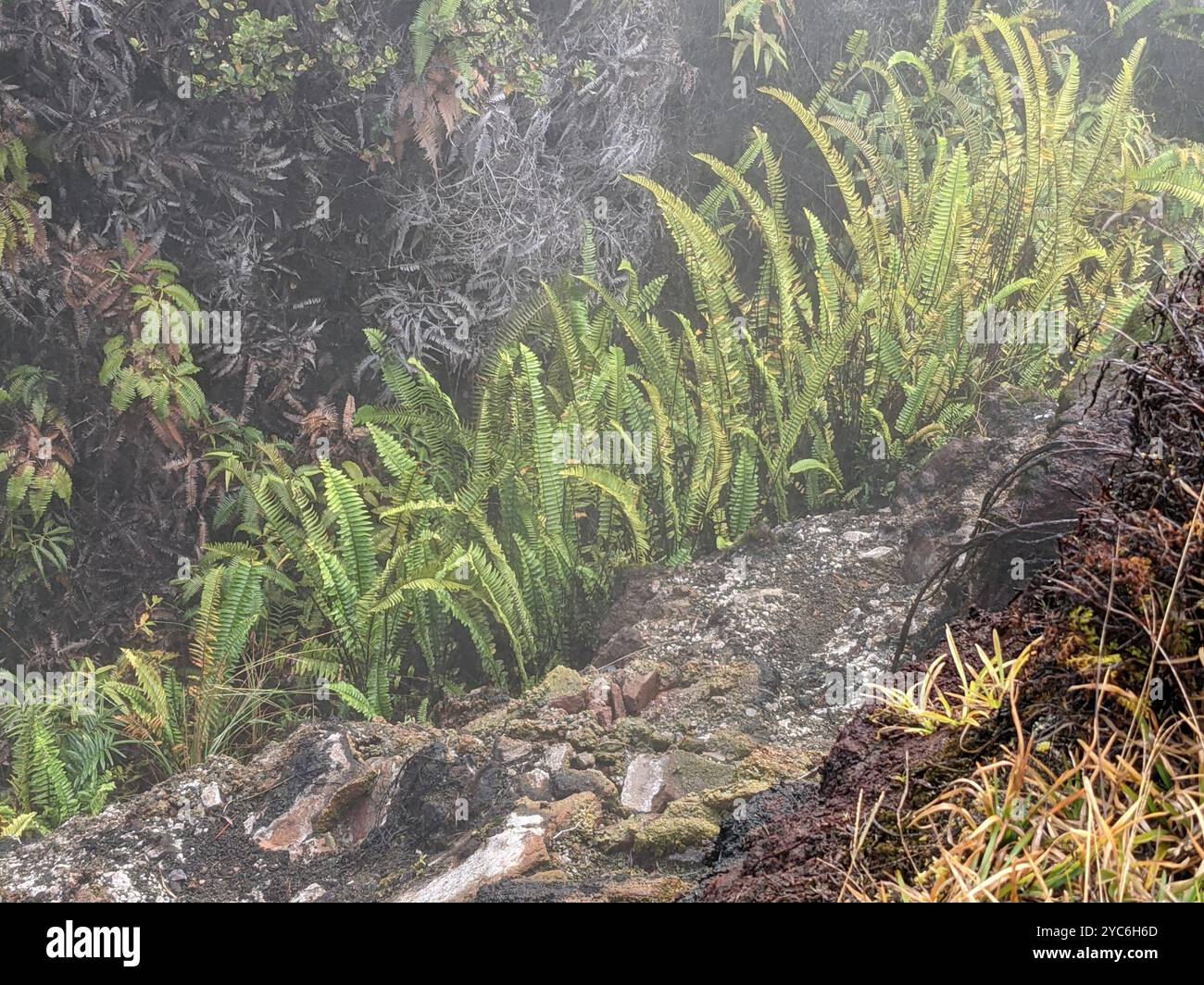 Fishbone Fern (Nephrolepis cordifolia) Plantae Stock Photo - Alamy