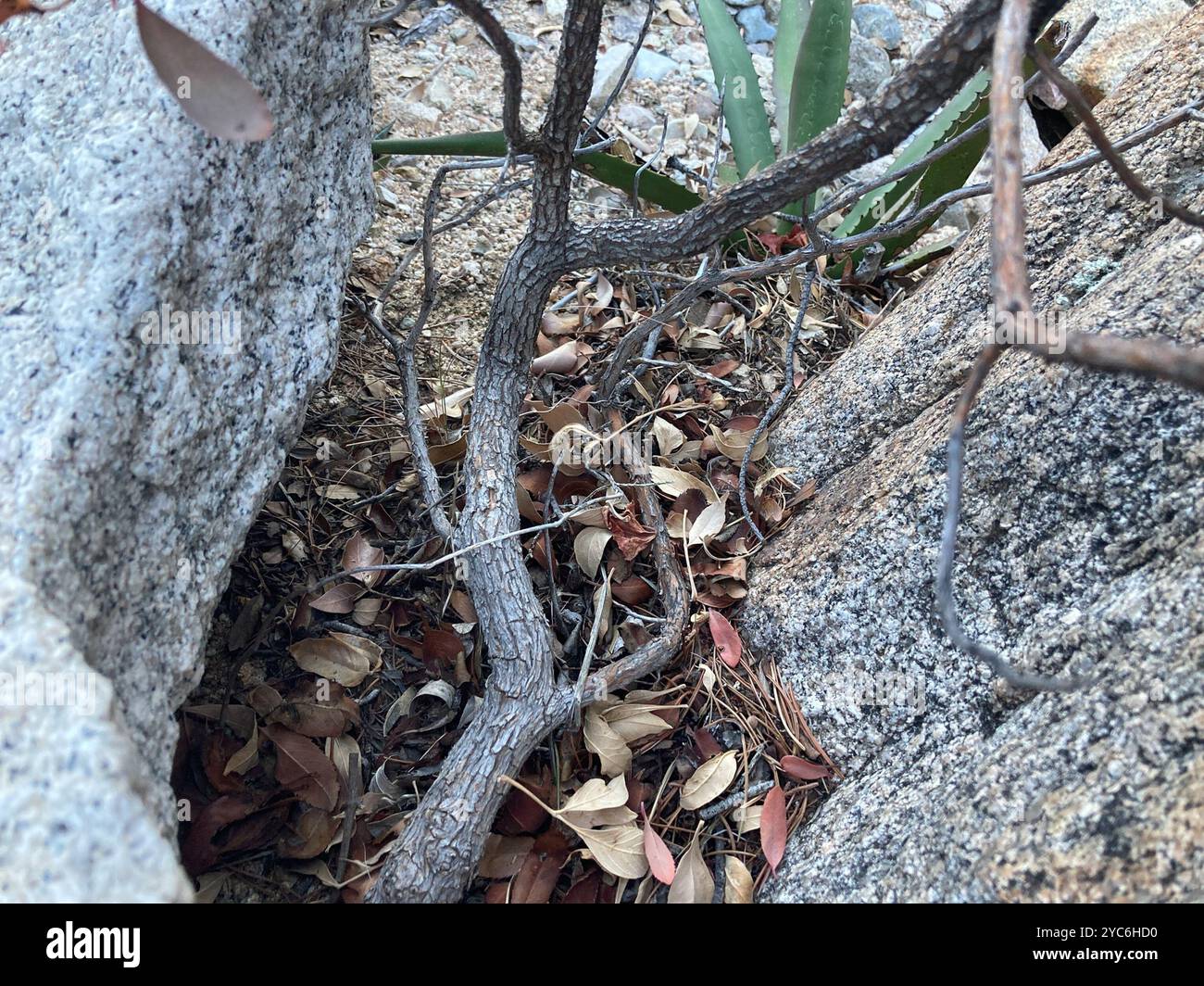 Arizona madrone (Arbutus arizonica) Plantae Stock Photo - Alamy