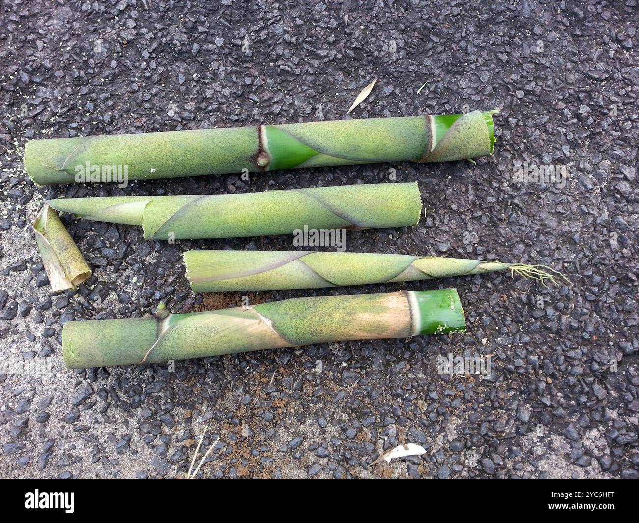 (Valiha diffusa) Plantae Stock Photo - Alamy