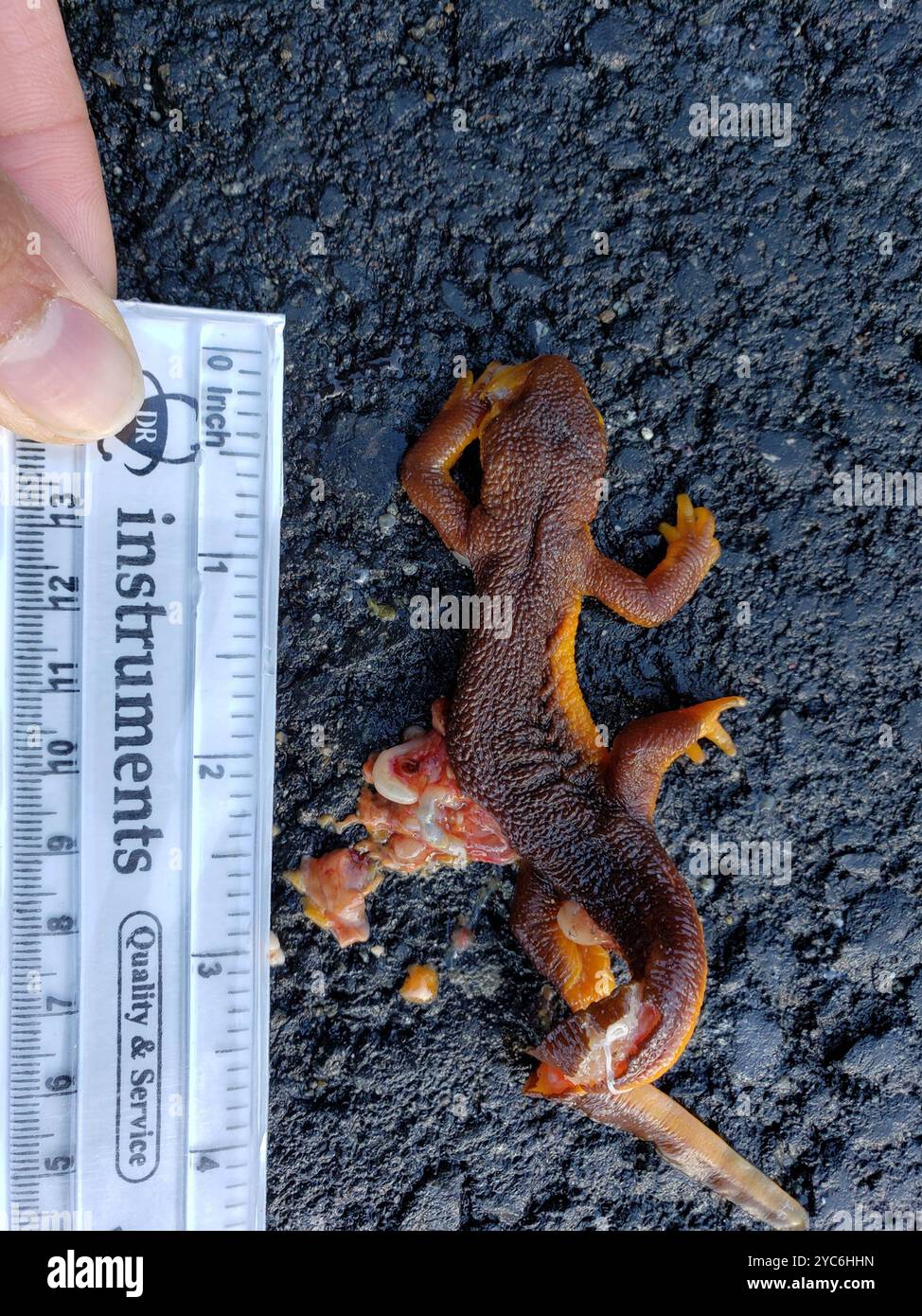 Pacific Newts (Taricha) Amphibia Stock Photo - Alamy