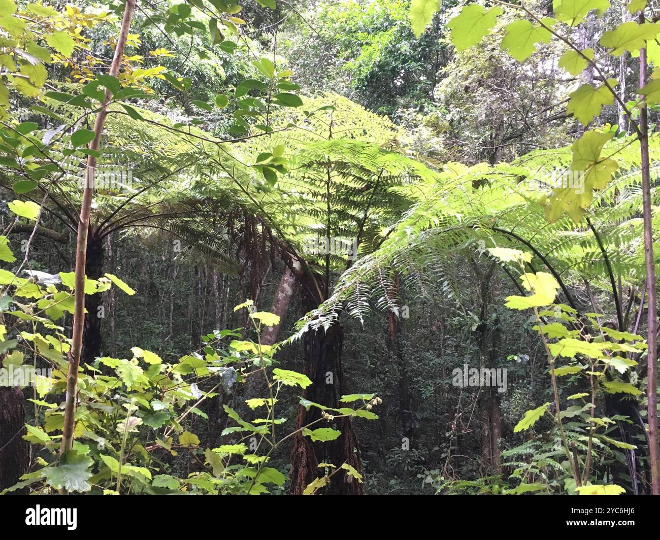 Tree Ferns and Allies (Cyatheales) Plantae Stock Photo - Alamy