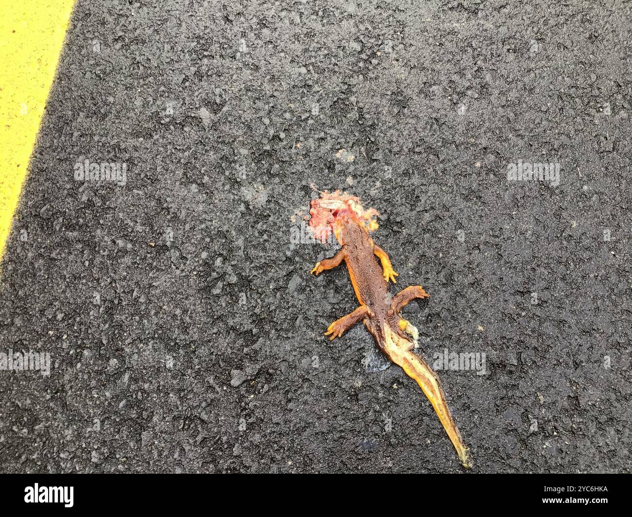 California Newt (Taricha torosa) Amphibia Stock Photo - Alamy