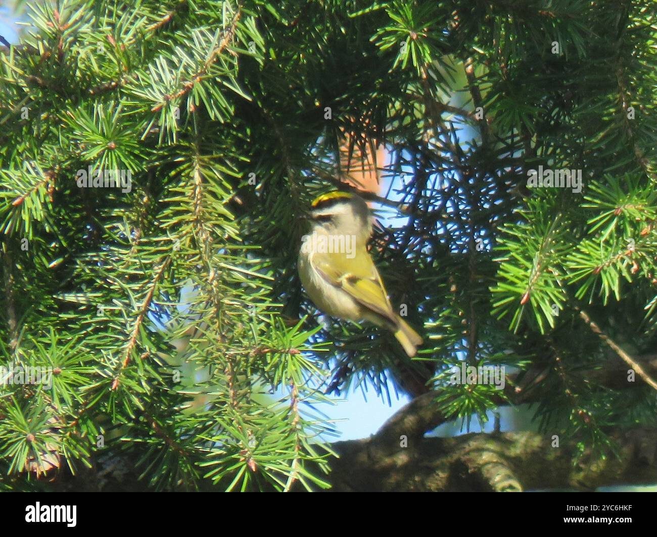 Golden-crowned Kinglet (Regulus satrapa) Aves Stock Photo - Alamy