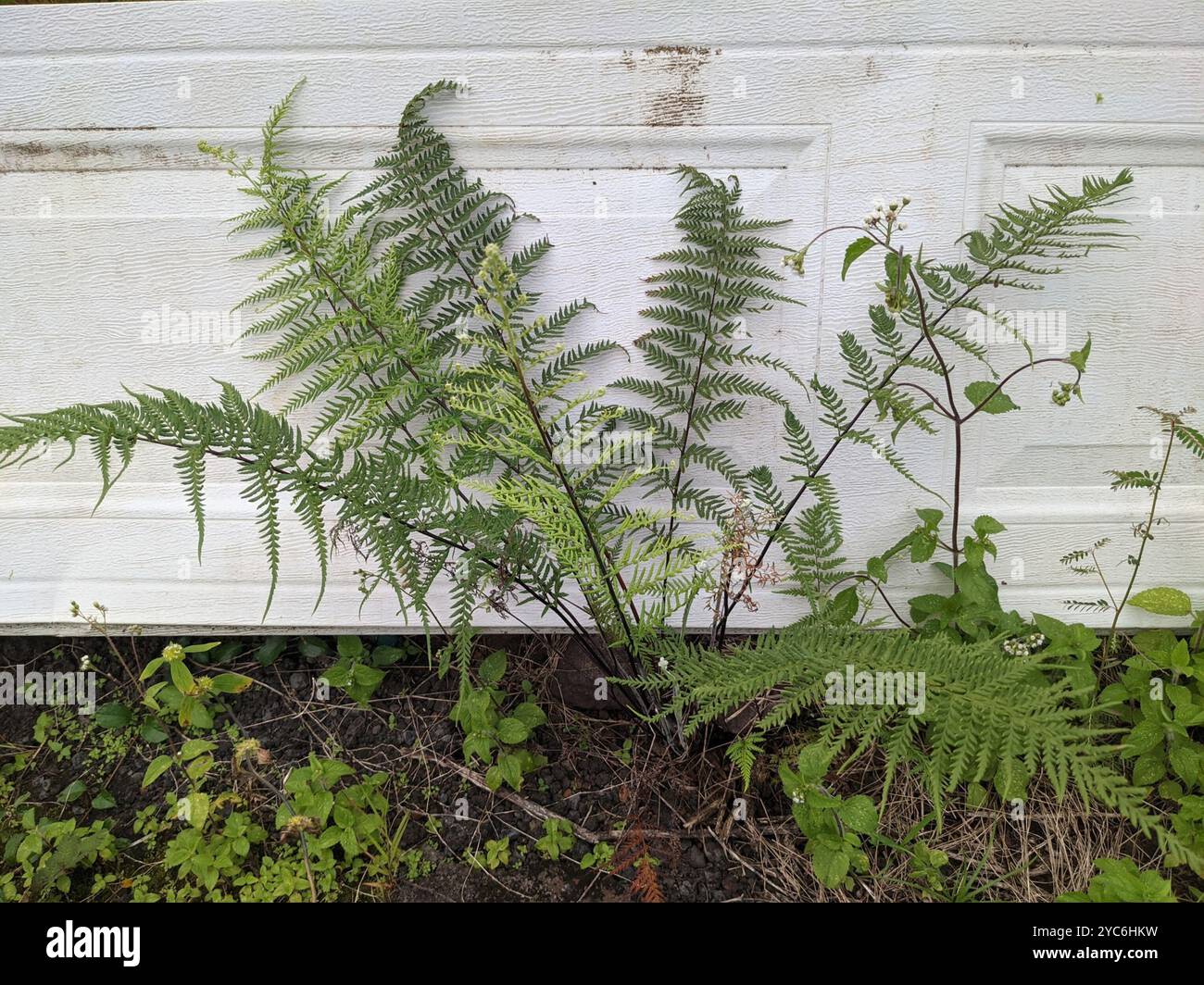 silver fern (Pityrogramma calomelanos) Plantae Stock Photo - Alamy