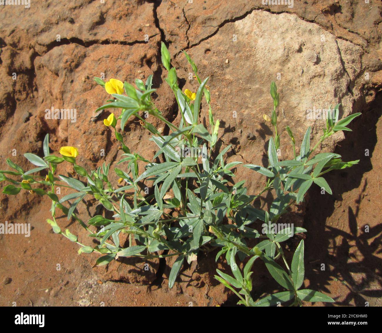 Caterpillar Beans (Zornia) Plantae Stock Photo - Alamy
