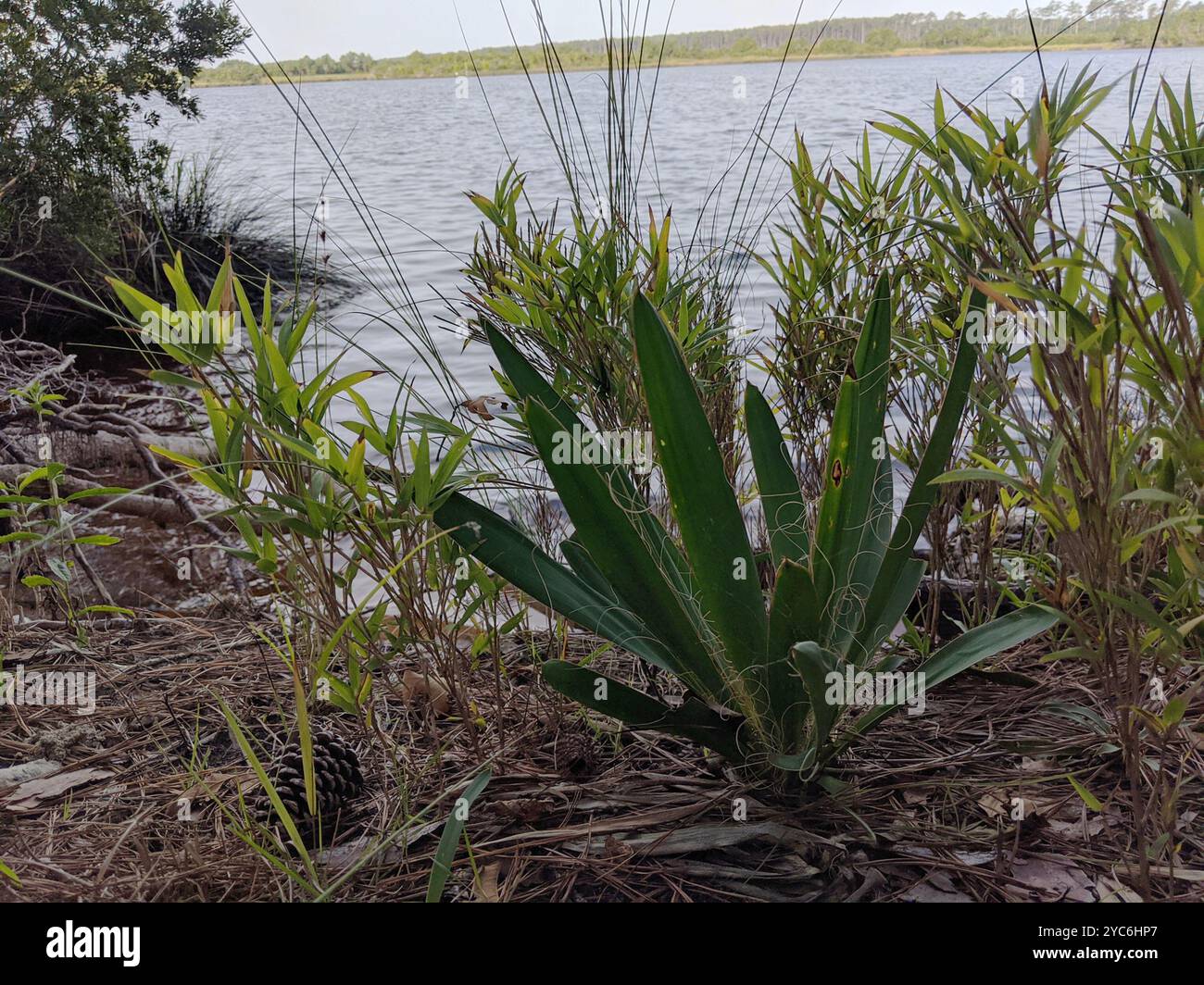 common yucca (Yucca filamentosa) Plantae Stock Photo - Alamy