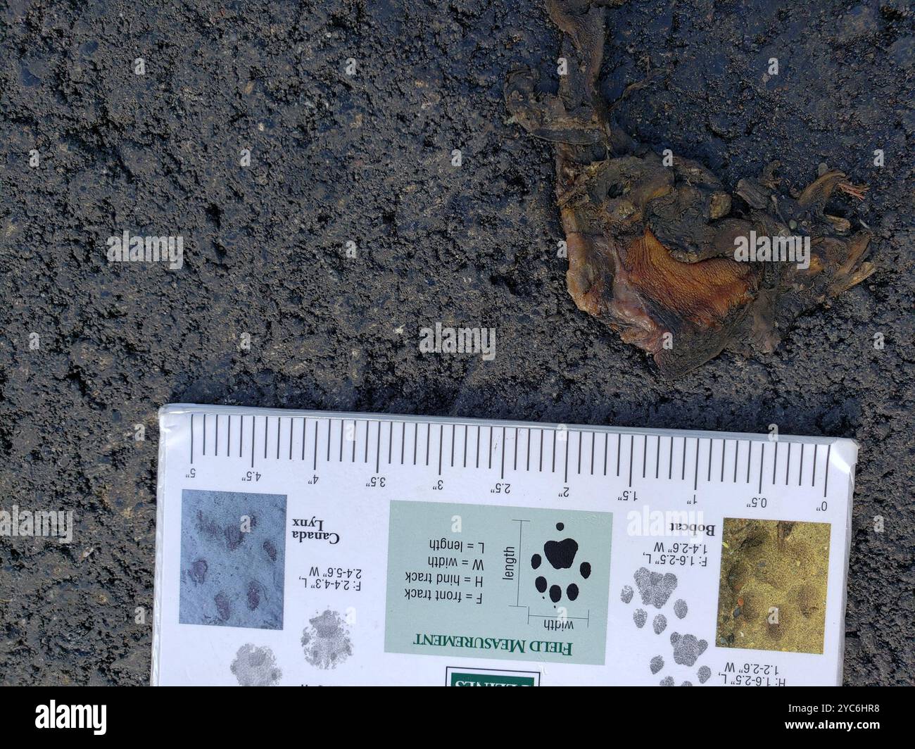 Pacific Newts (Taricha) Amphibia Stock Photo - Alamy